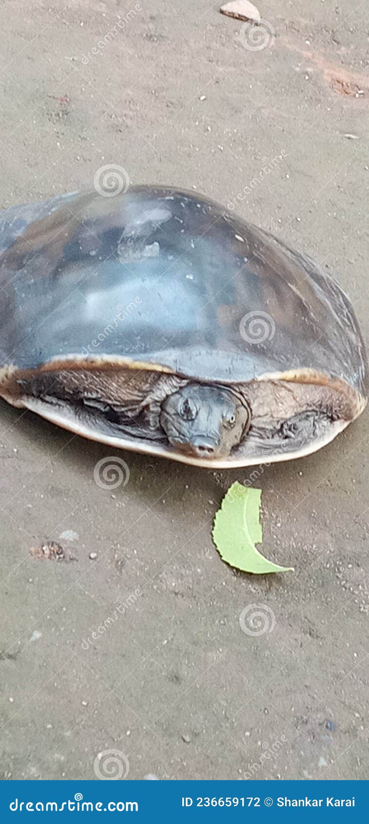 Photo of a Turtle Looking at Camera Stock Photo - Image of looking ...