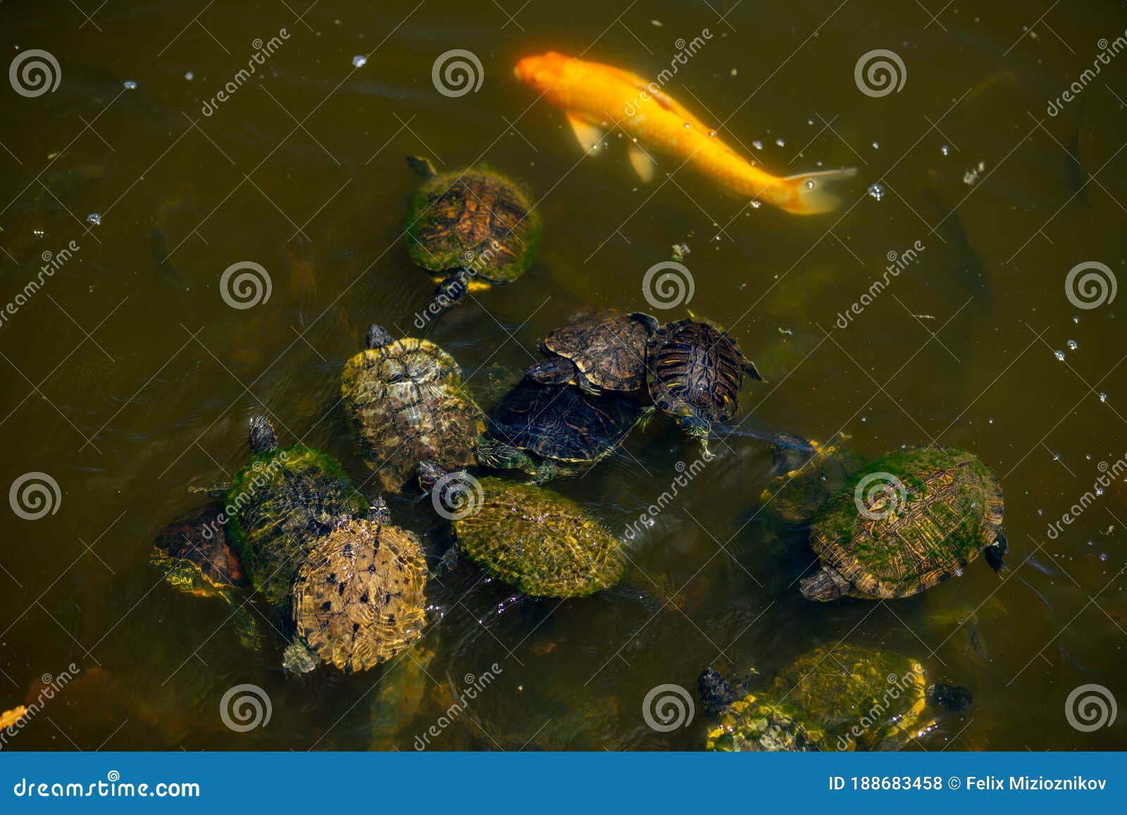 Photo of turtles in a pond stock photo. Image of turtles - 188683458