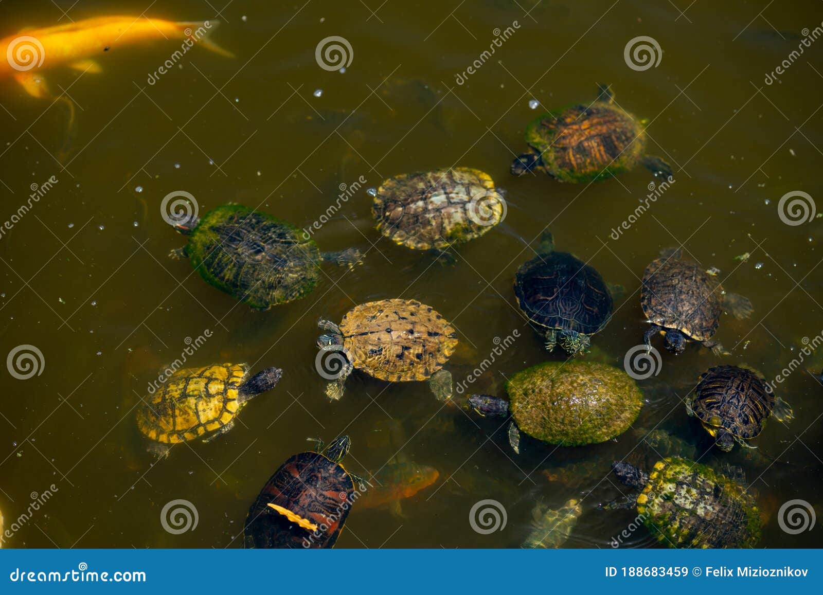 Photo of turtles in a pond stock image. Image of aerial - 188683459