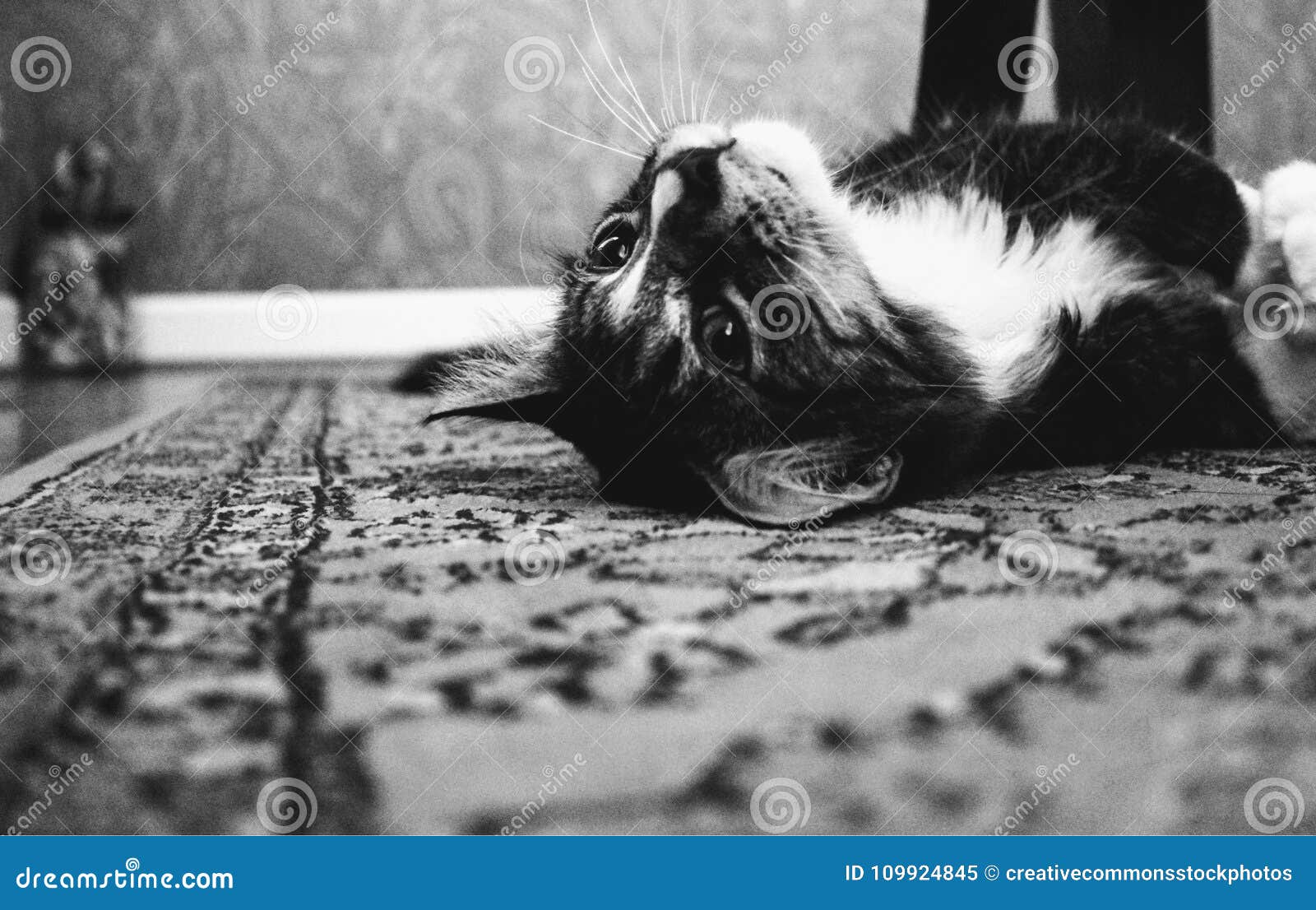 Photo Of Tuxedo Cat Laying On Rug Picture. Image: 109924845