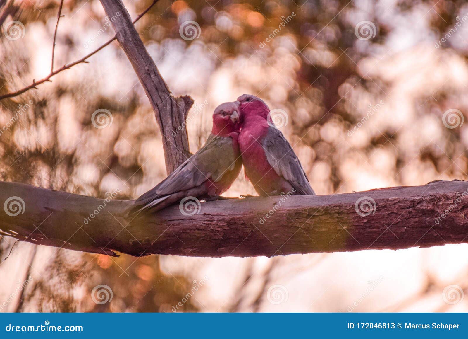 Birds Hugging stock image. Image of monkeys, gaze, lovely - 172046813