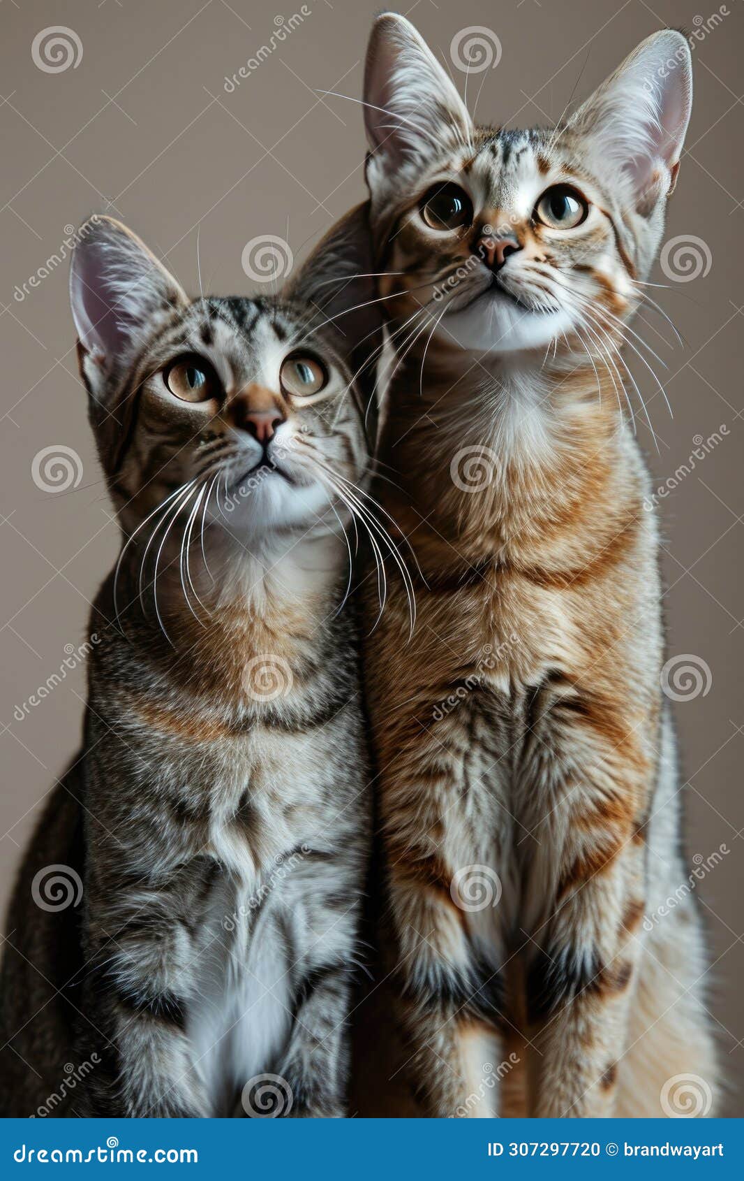 Two Cats Sitting Together stock illustration. Illustration of ...