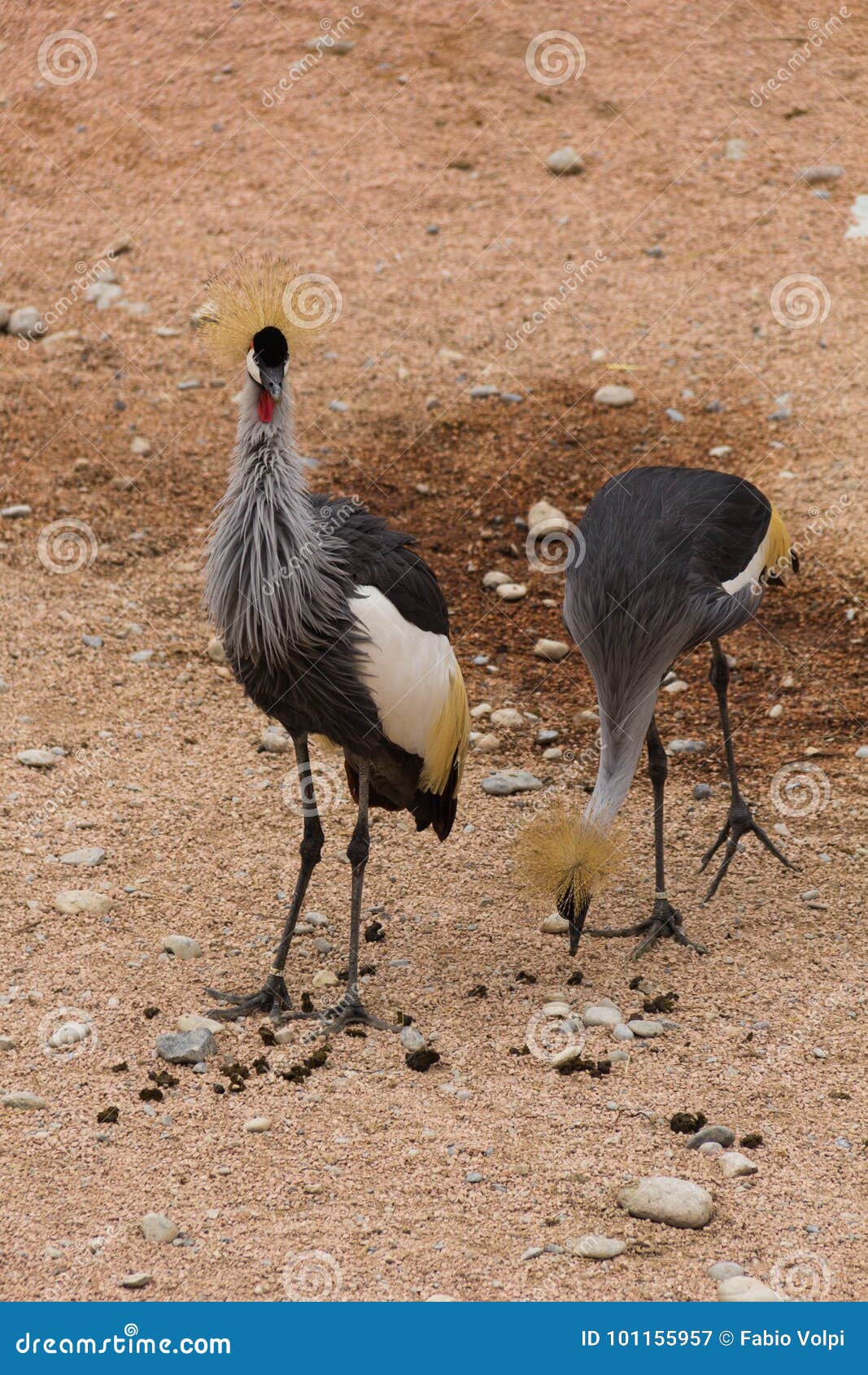 Cranes stock image. Image of crest, crane, fauna, africa - 101155957
