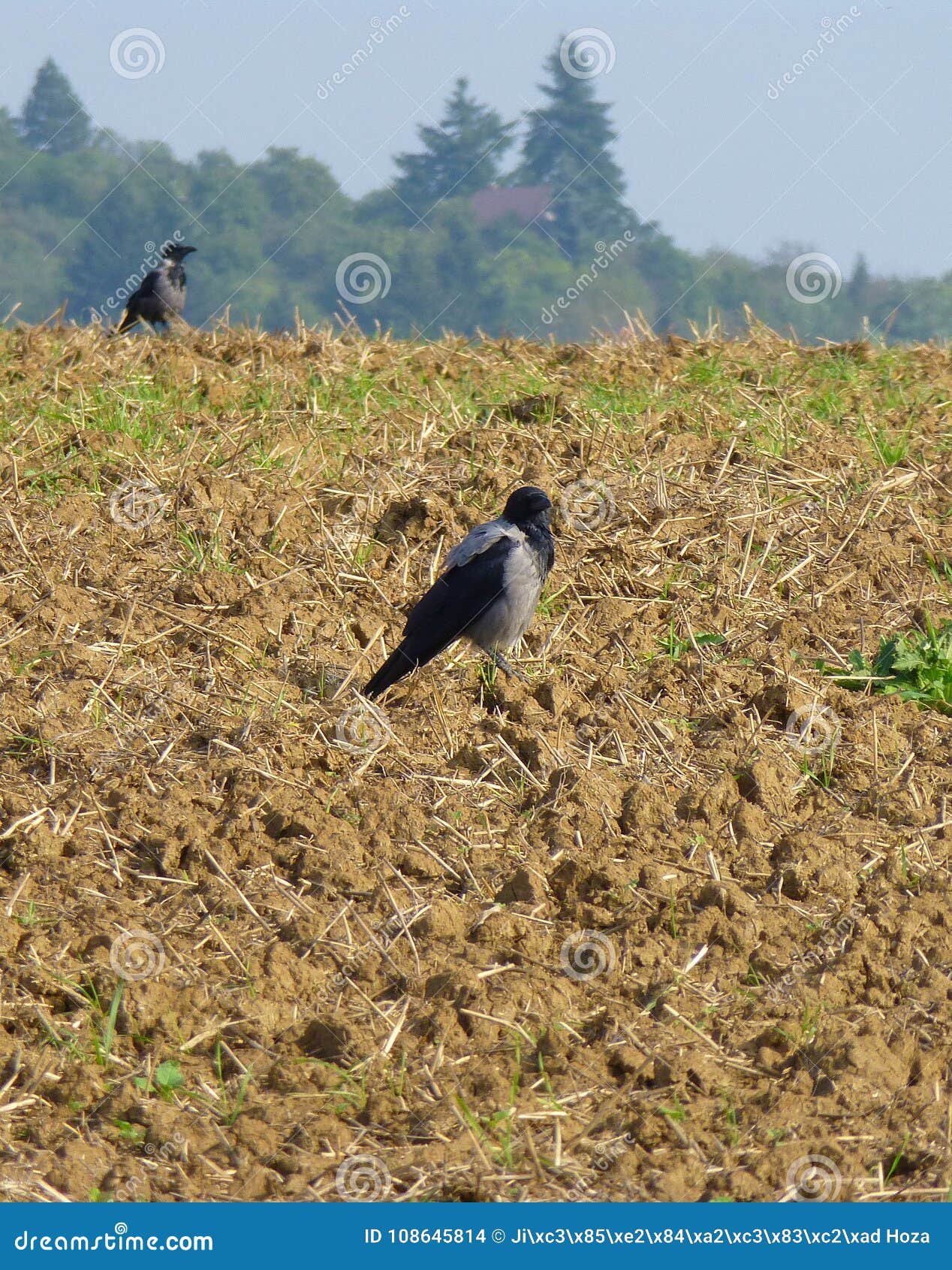 Two Crows on the Plowed Field Stock Photo - Image of outdoor, nature ...