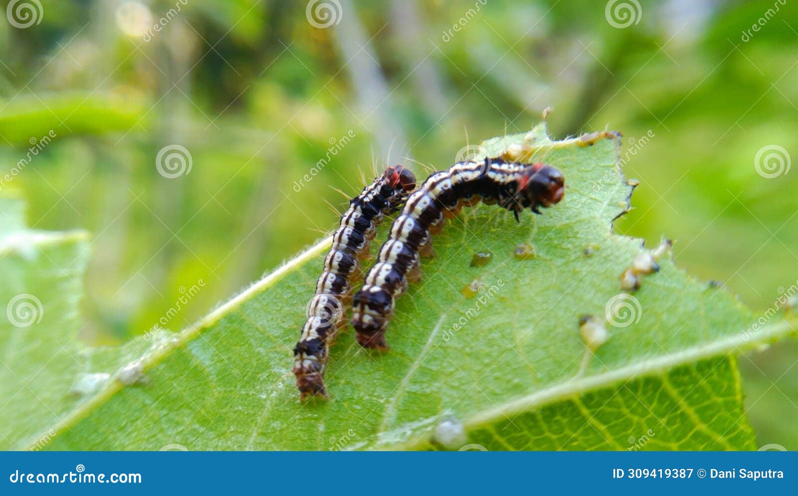 Photo of Two Larvae Eating Leaves Stock Image - Image of eating, wild ...