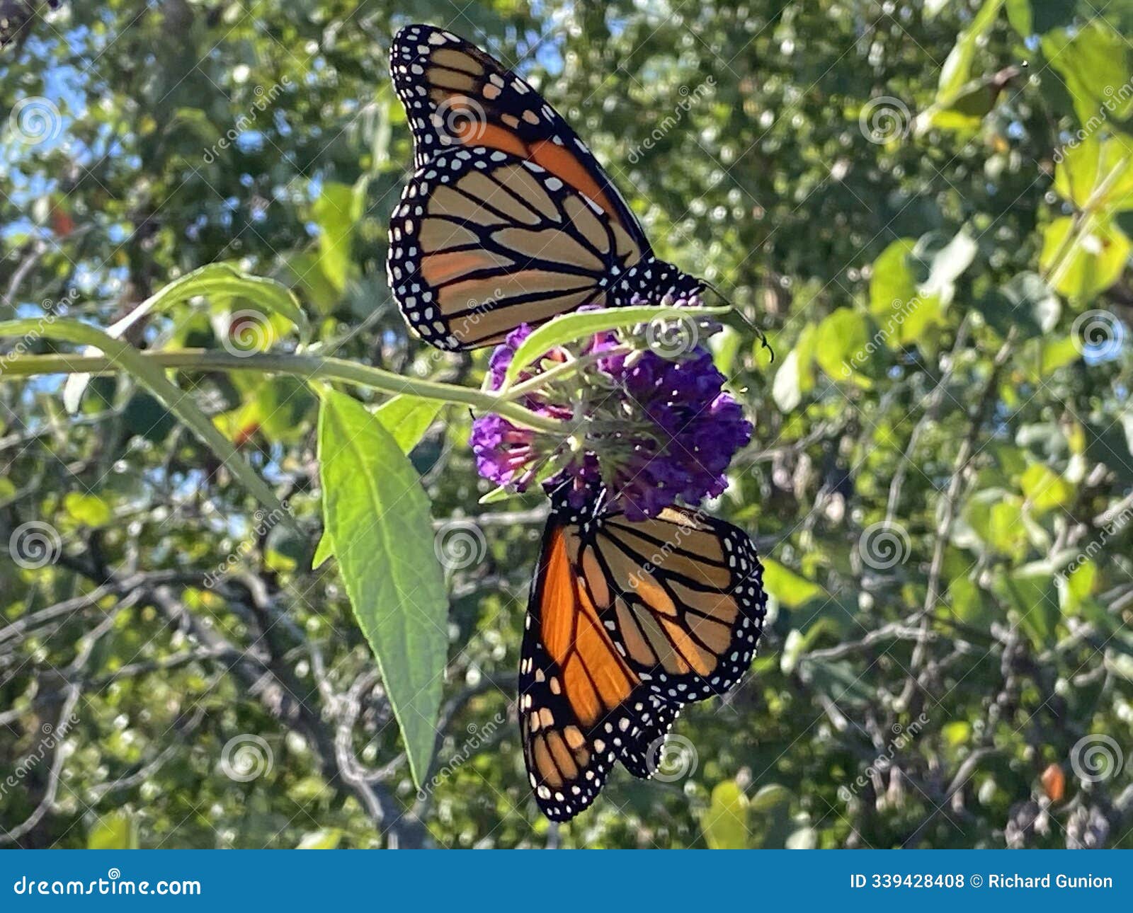 Two Monarch Butterflies Feeding on the Nectar in October Stock Photo ...