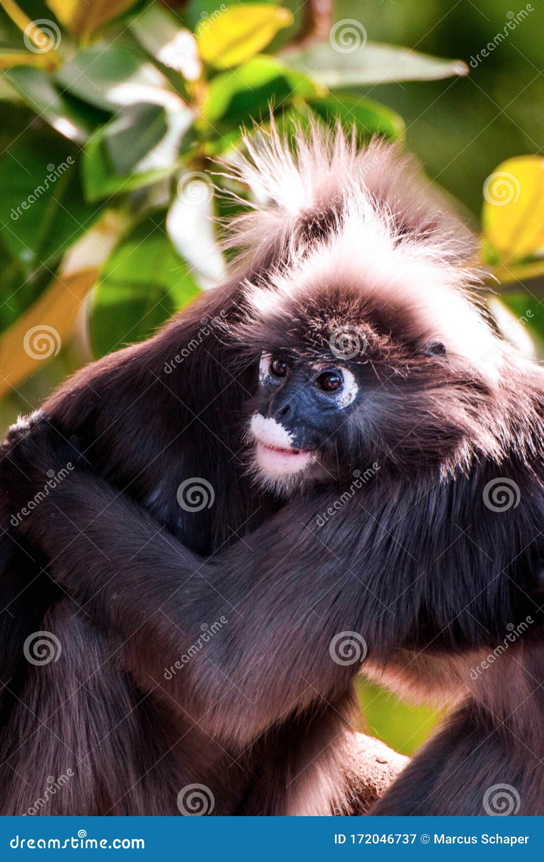 Monkey Hugs stock image. Image of animals, white, embrace - 172046737