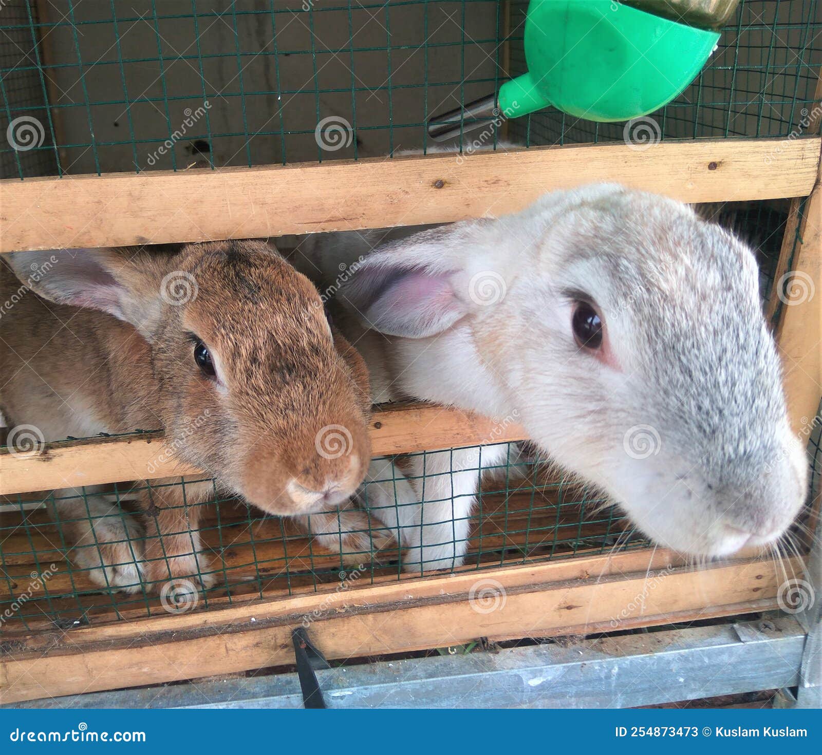 Photo of Two Rabbits Asking for Food Stock Image - Image of whiskers ...