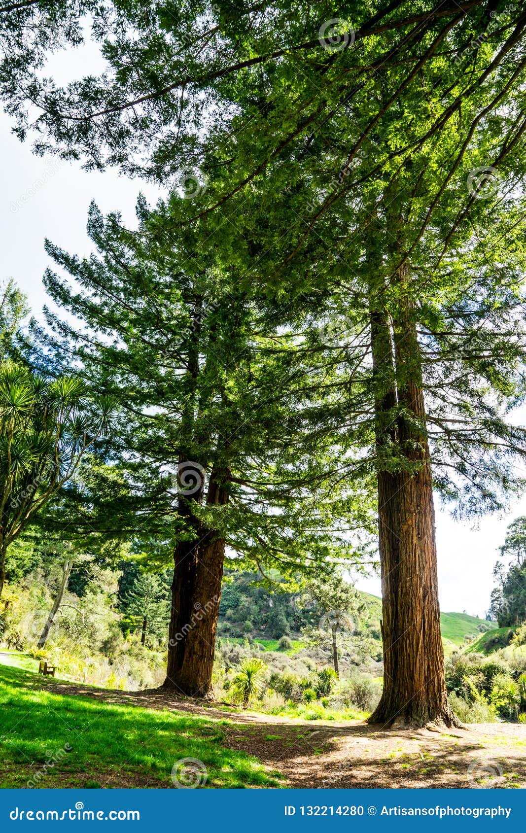 Two Tall Trees in a Forrest Stock Photo - Image of summer, road: 132214280