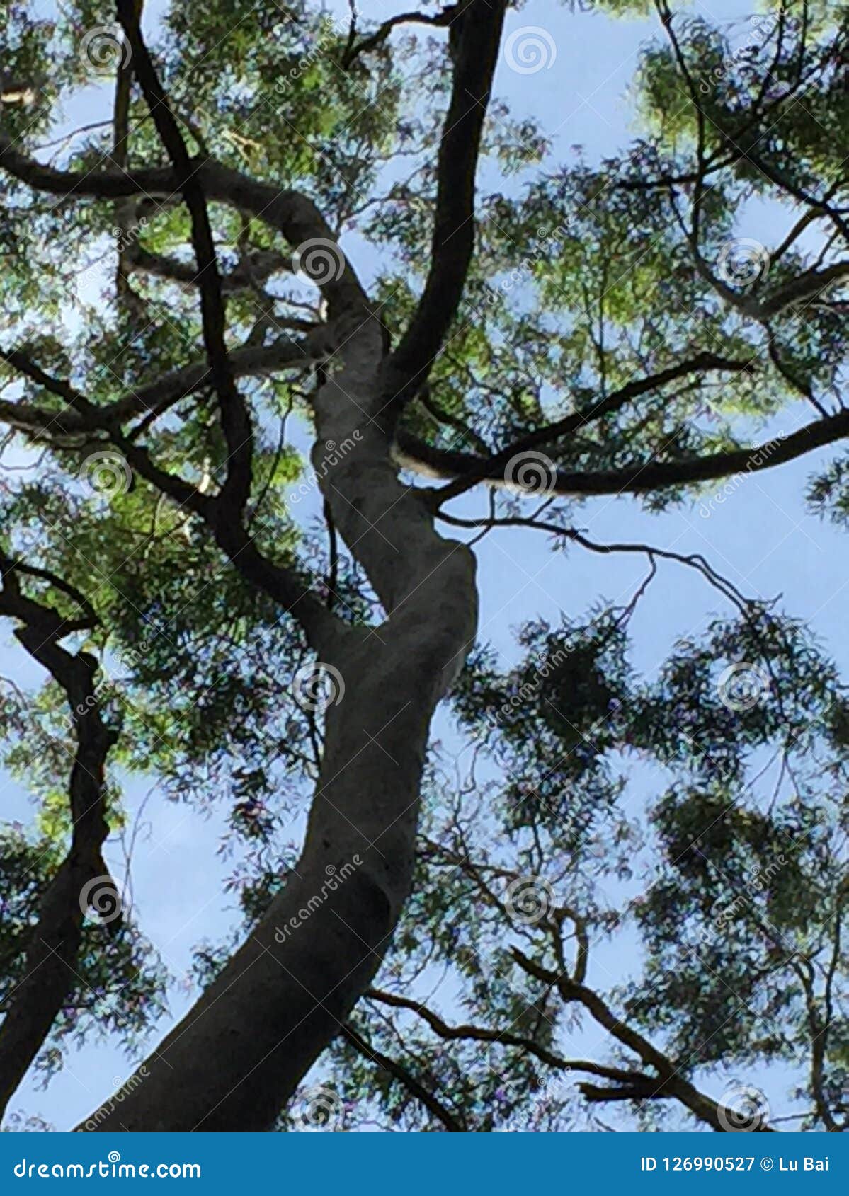 Under Canopy stock image. Image of tree, island, canopy - 126990527