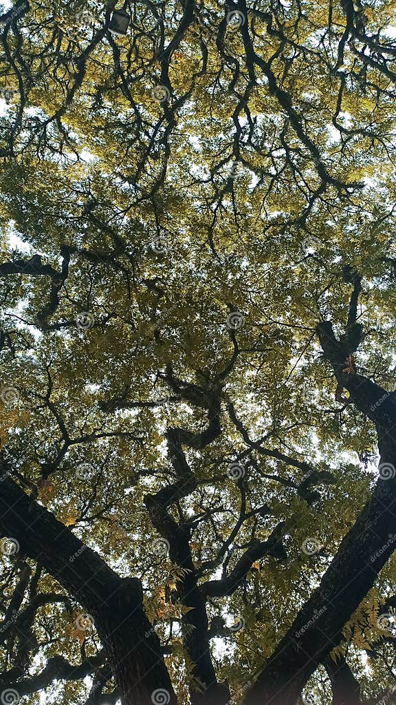Photo Under a Shady Tree during the Day Stock Photo - Image of tree ...