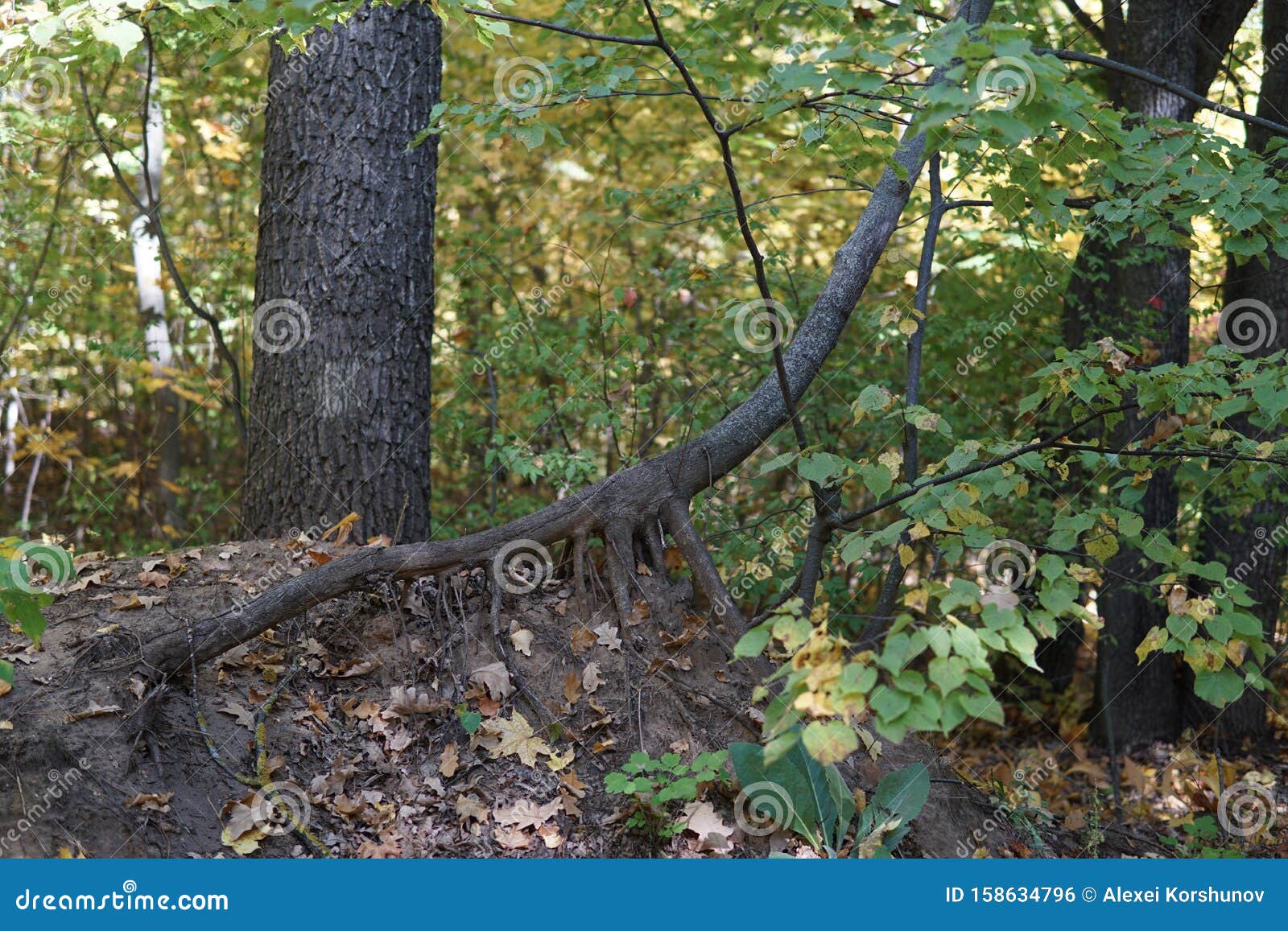 Photo of Unusual Shaped Tree Roots in Early Autumn Forest Stock Photo ...