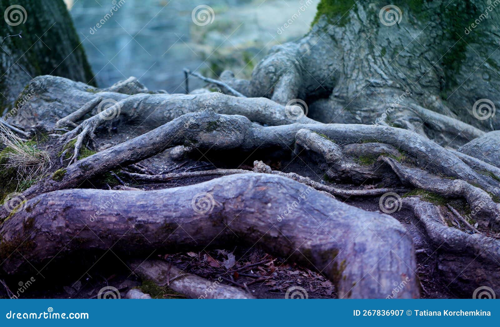 Photo Unusual Tree Roots in the Mountains Stock Image - Image of adygea ...