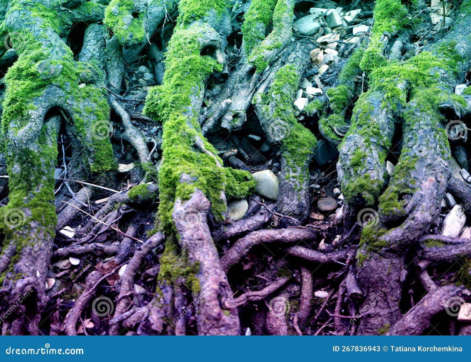 Photo Unusual Tree Roots in the Mountains Stock Image - Image of ...