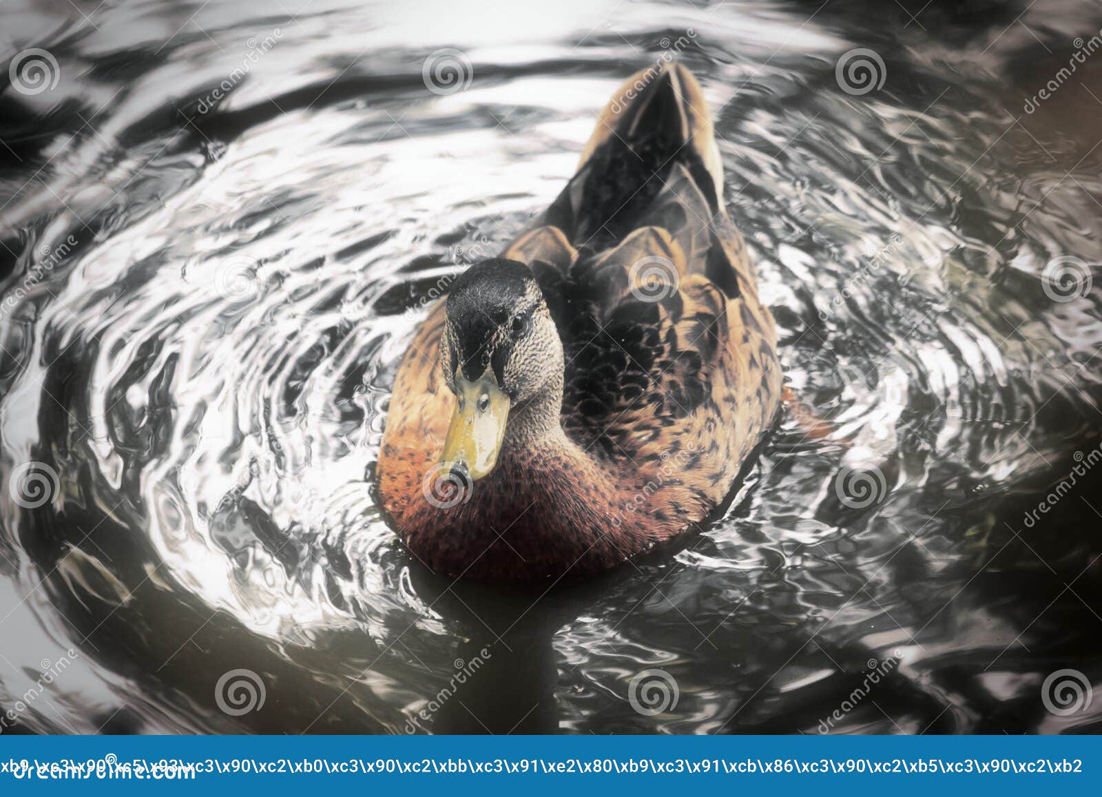 Duck Filters Photos - Free & Royalty-Free Stock Photos from Dreamstime