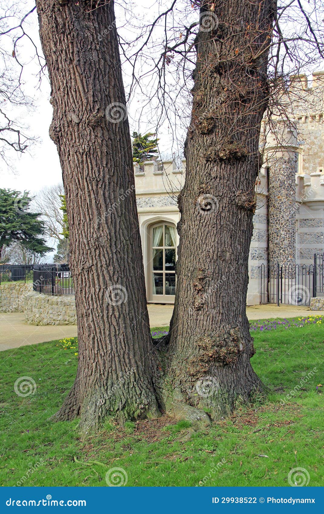 V Shaped Tree Trunks Stock Photos - Free & Royalty-Free Stock Photos ...