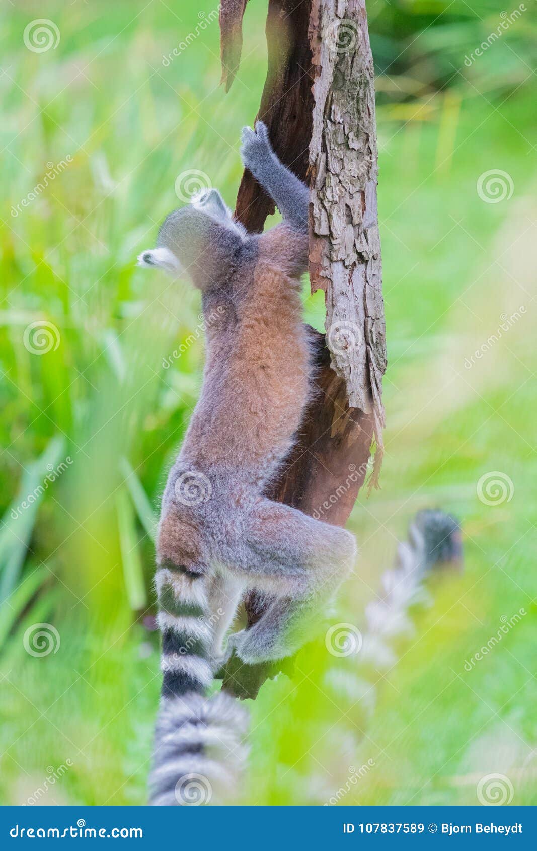Ringtailed Lemur Climbing a Tree Stock Image - Image of mammal, exotic ...