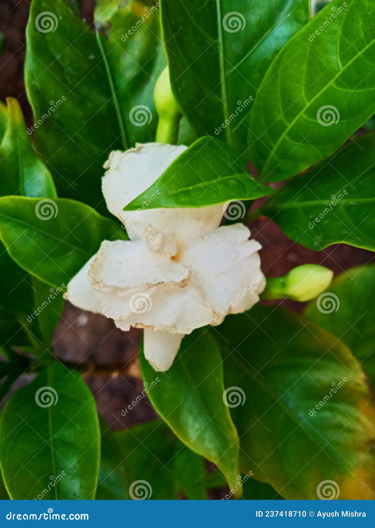 Photo of a Very Beautiful Flower. Stock Photo - Image of branch ...