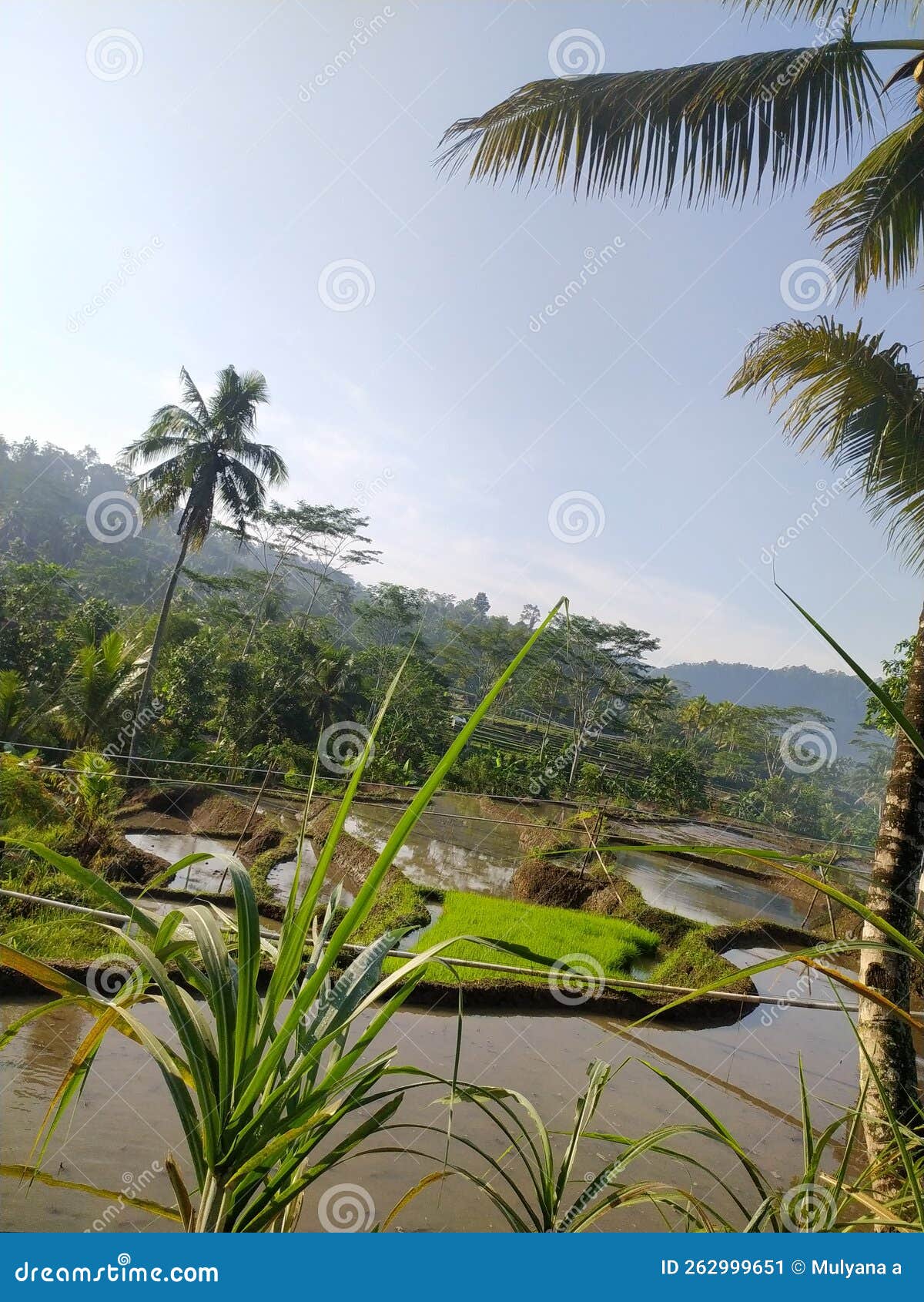 A Photo of a View of Rice Fields and Trees Stock Image - Image of trees ...