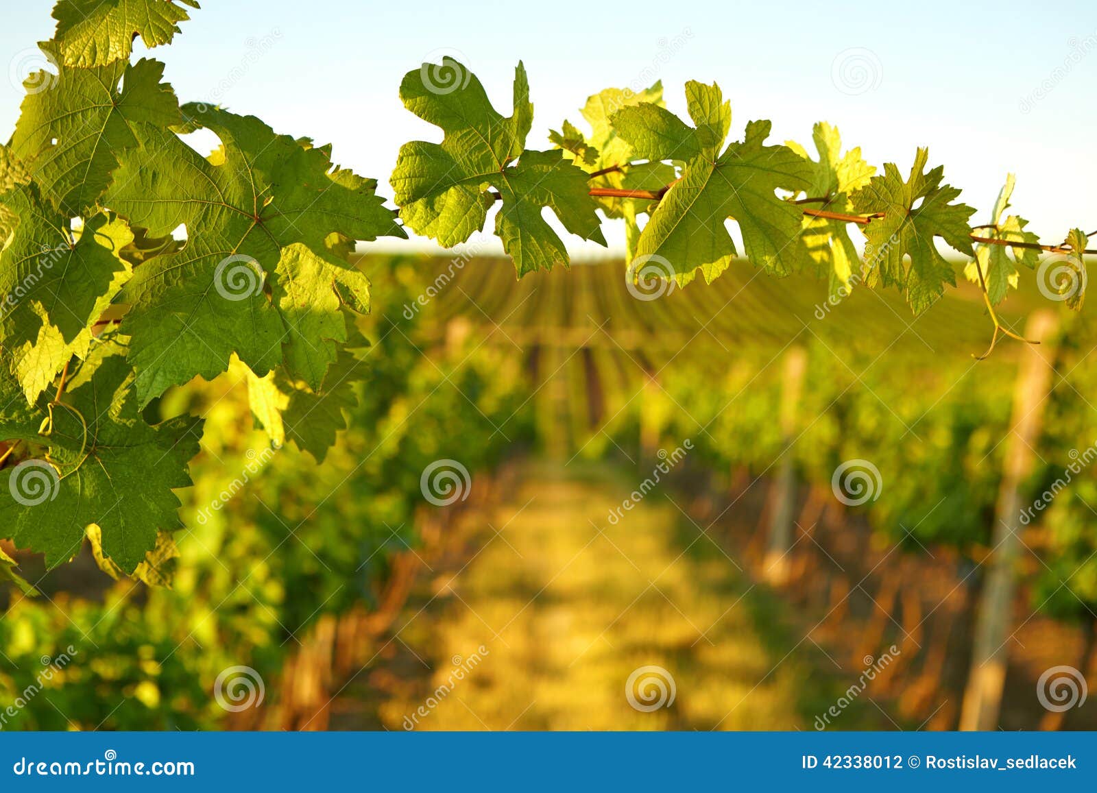 Photo Vine Leaves in the Background View on Vineyard Stock Photo ...