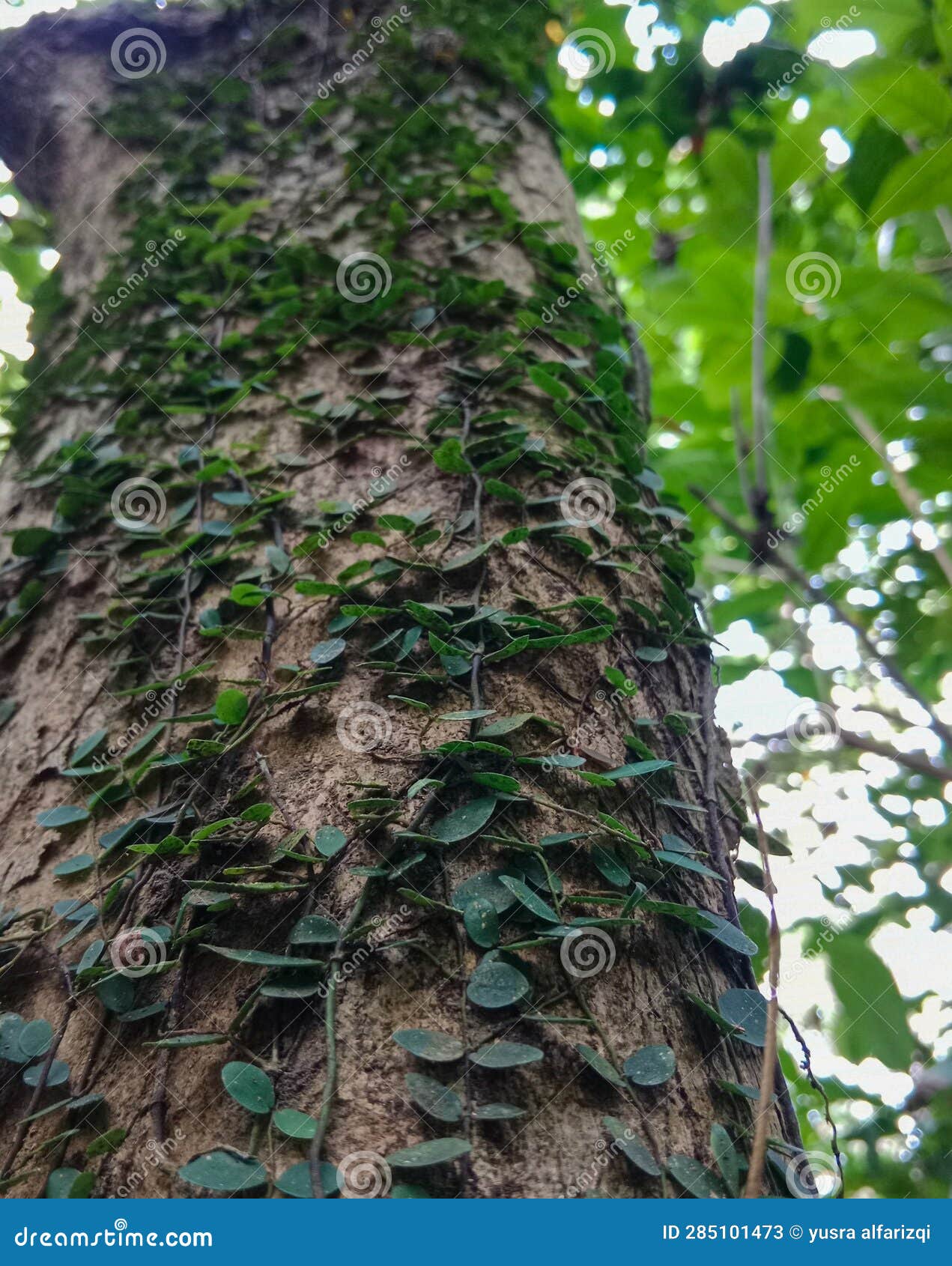 This is a Photo of Vines on a Large and Beautiful Tree Stock Image ...
