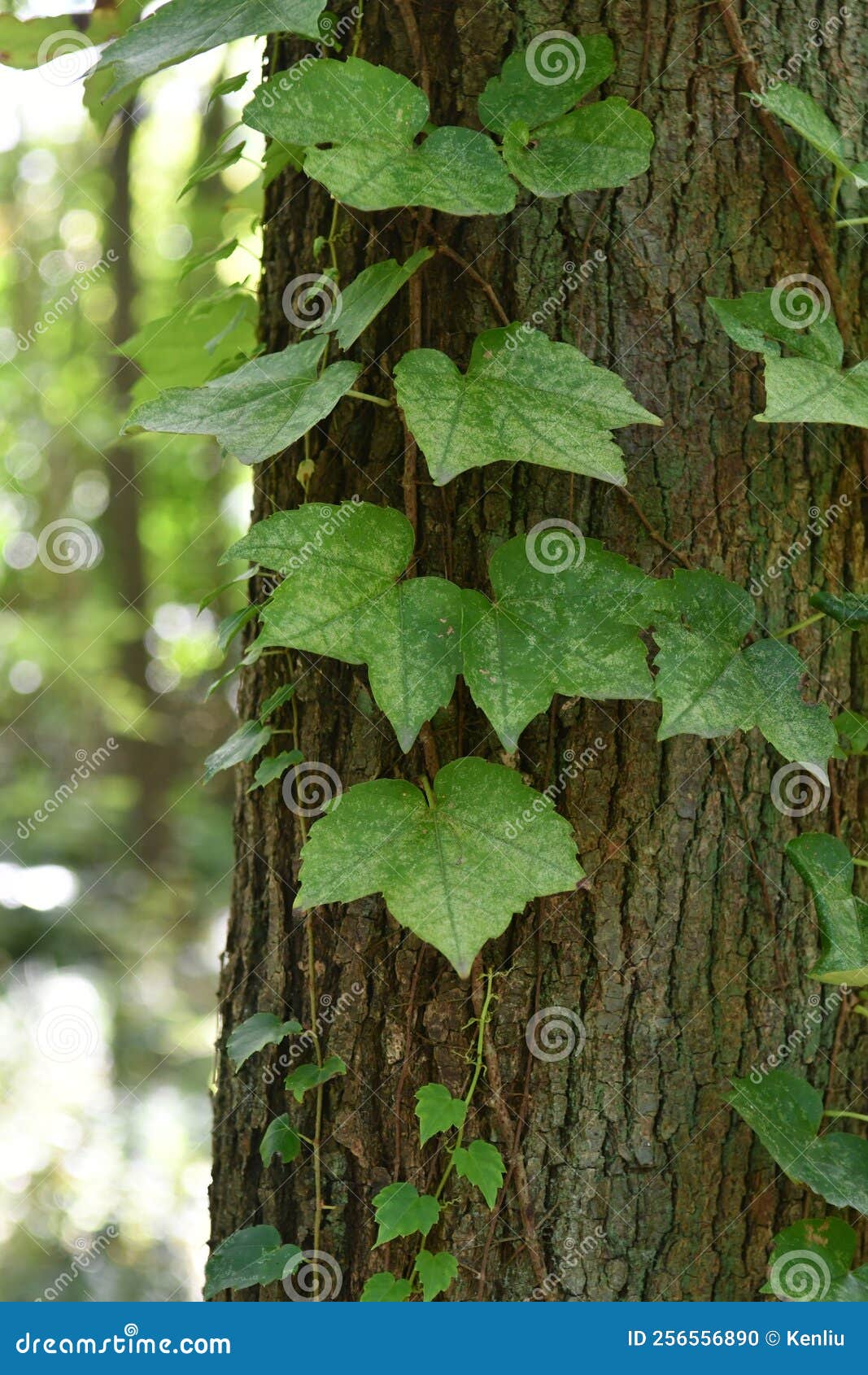 Vines on Tree Trunks in the Forest Stock Photo - Image of color ...