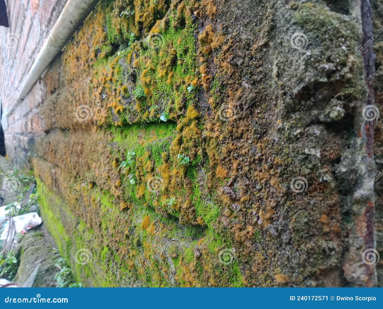 Photo of the Wall that Has Been Overgrown with Moss Stock Image - Image ...