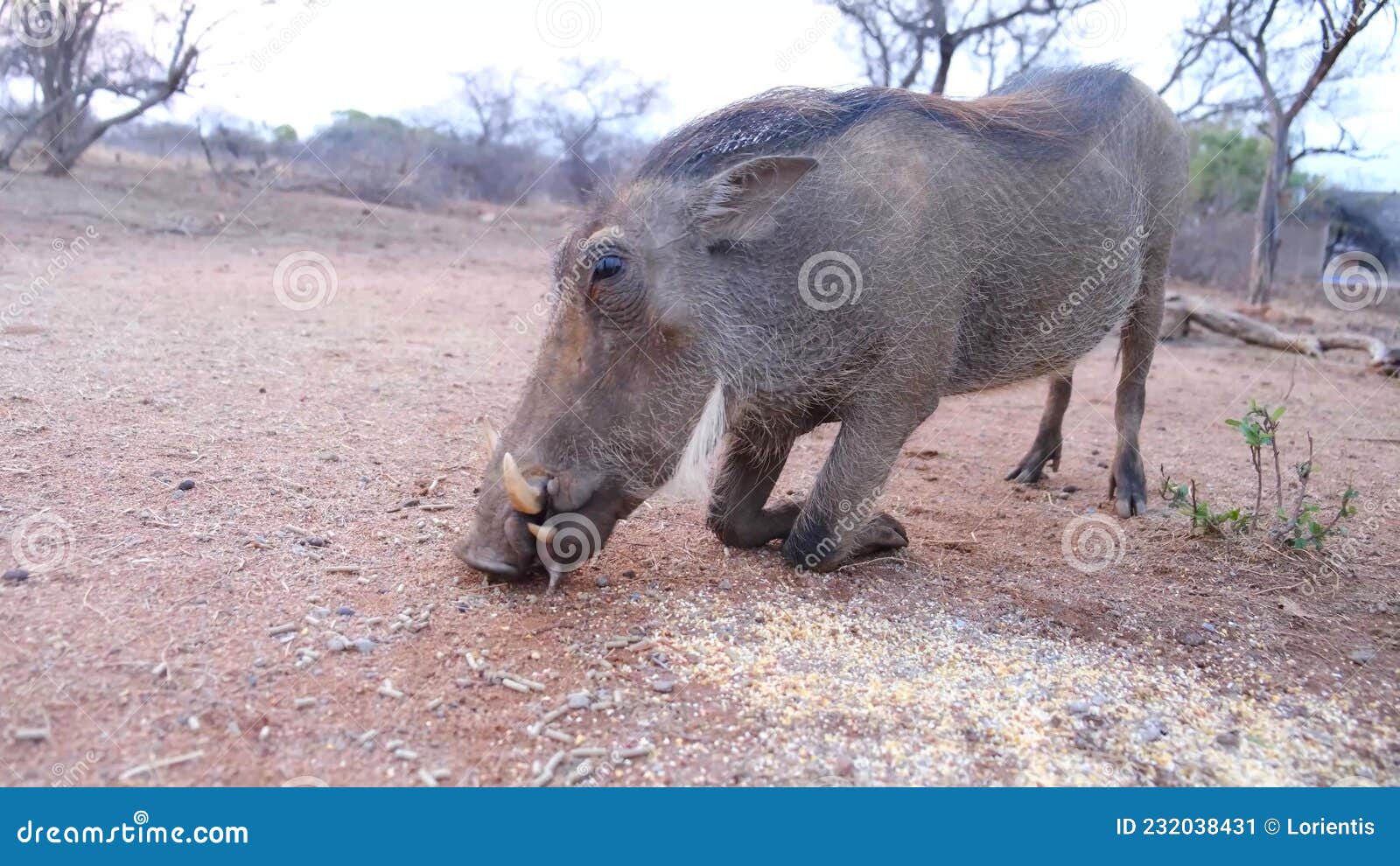 Photo of a Warthog Who is Eating Stock Image - Image of inhabitant ...