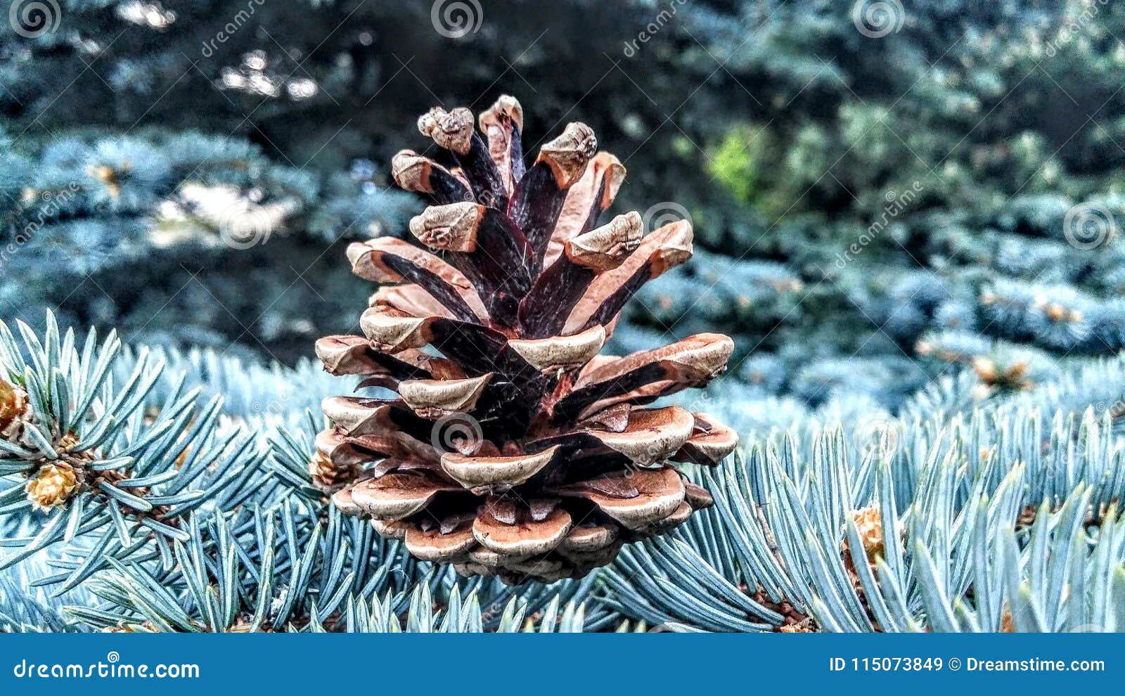 Cone stock image. Image of flex2, cone - 115073849