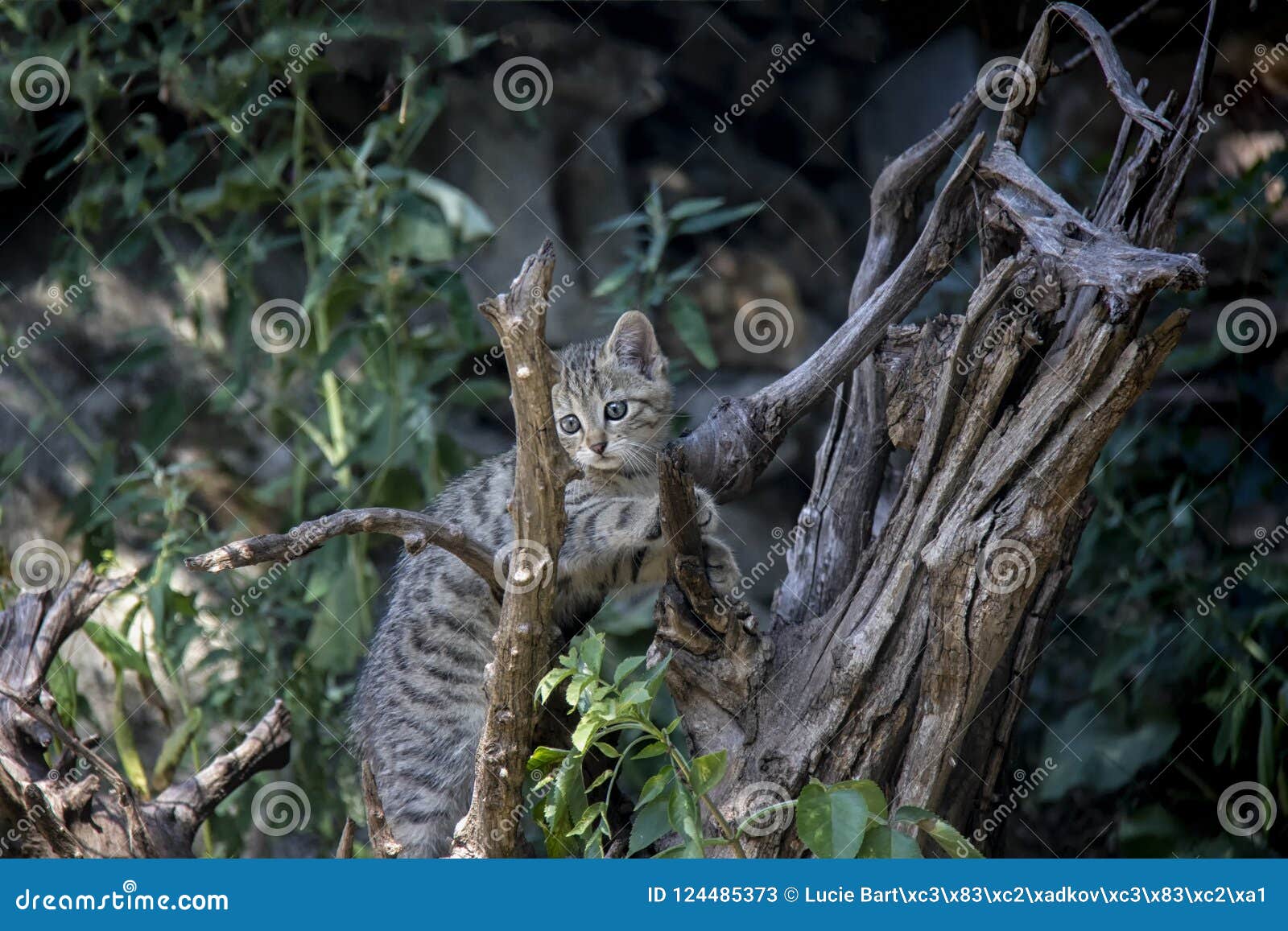Kitten of wildcat. stock image. Image of kitty, baby - 124485373