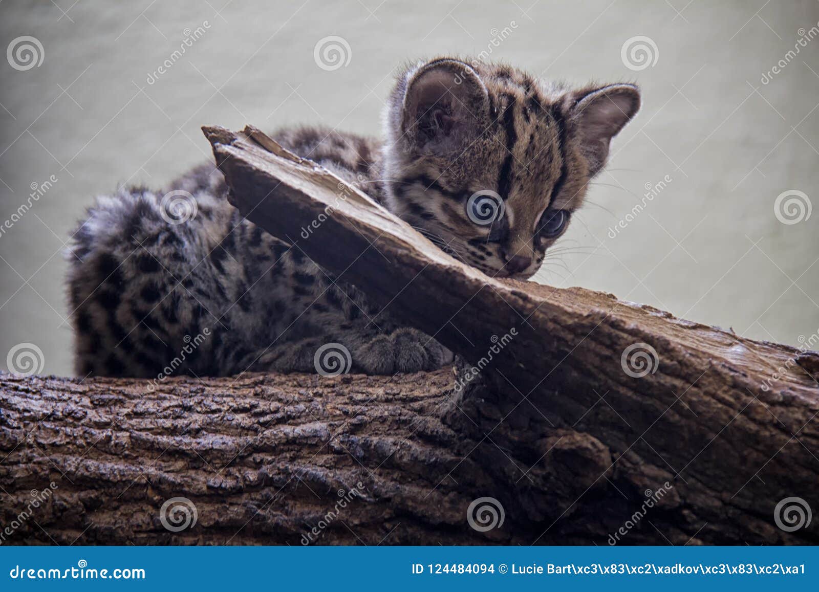 Margay kitten. stock photo. Image of margay, animals - 124484094
