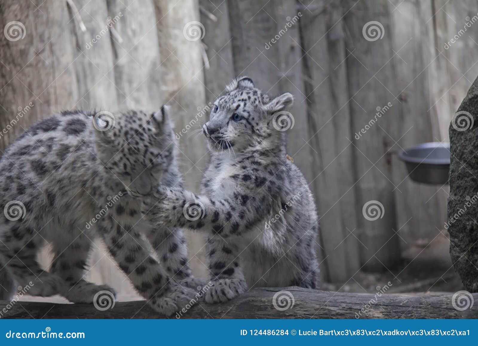 Playing snow leopard cubs. stock photo. Image of kitty - 124486284