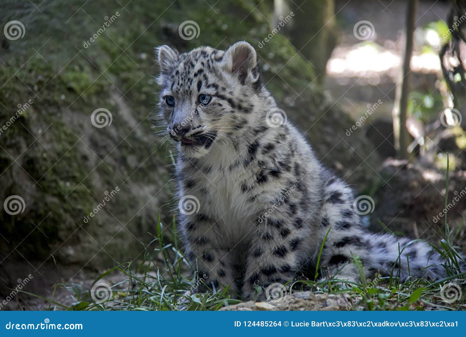 Snow leopard cub. stock photo. Image of fluffy, lazy - 124485264