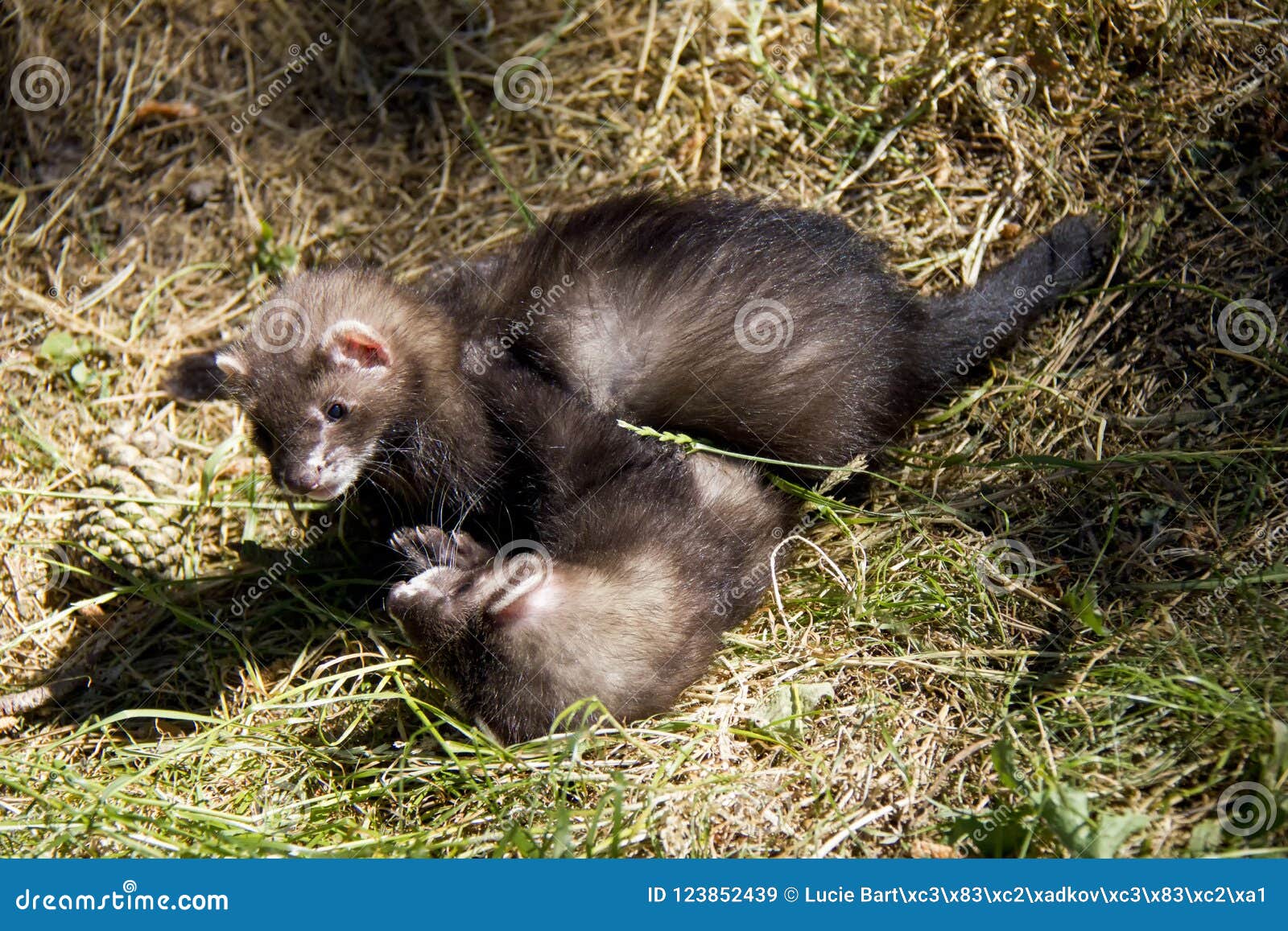 Playing polecat babies. stock image. Image of siblings - 123852439