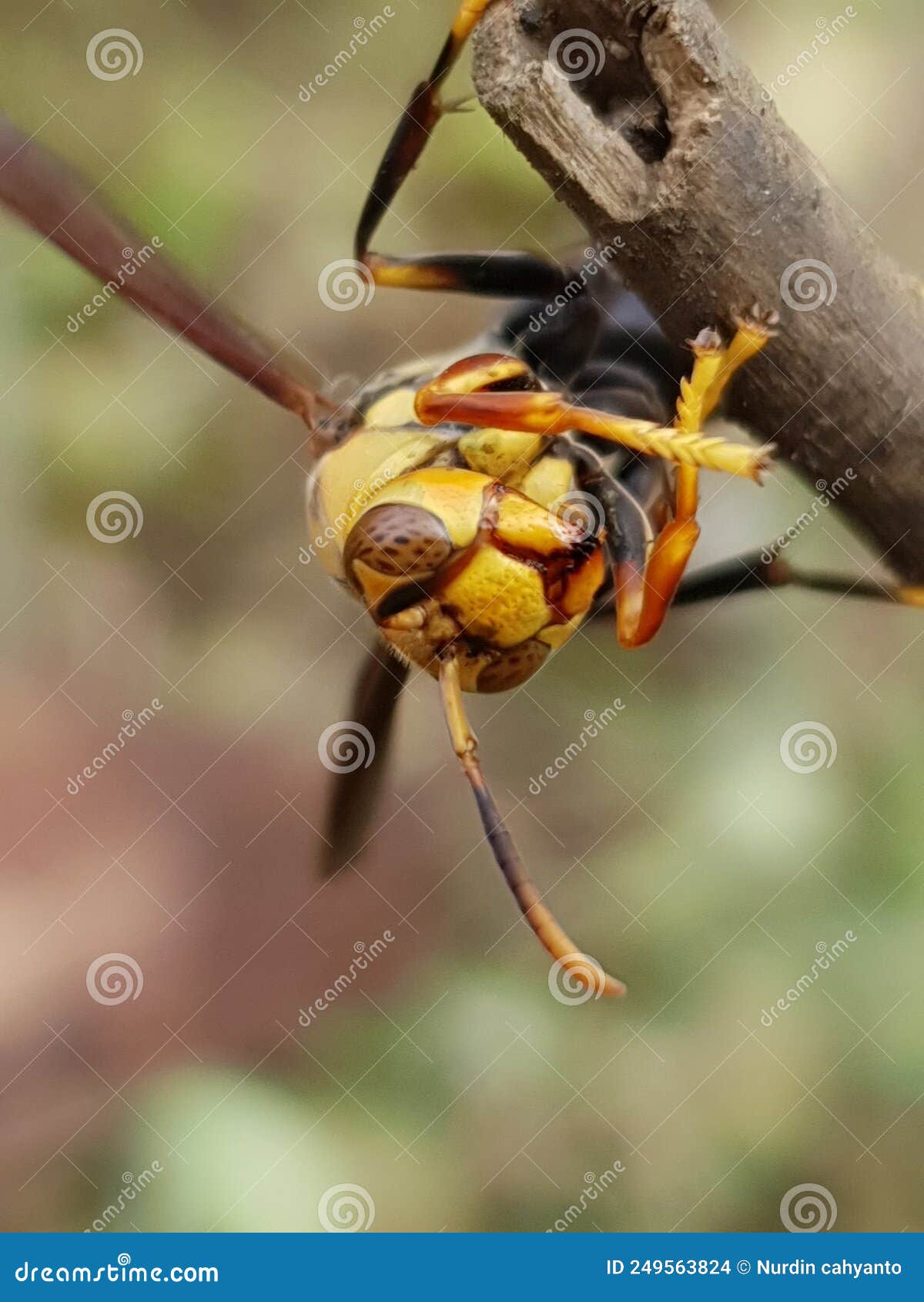 Photo of a Wasp Perched on the Tip of a Tree Branch Stock Photo - Image ...
