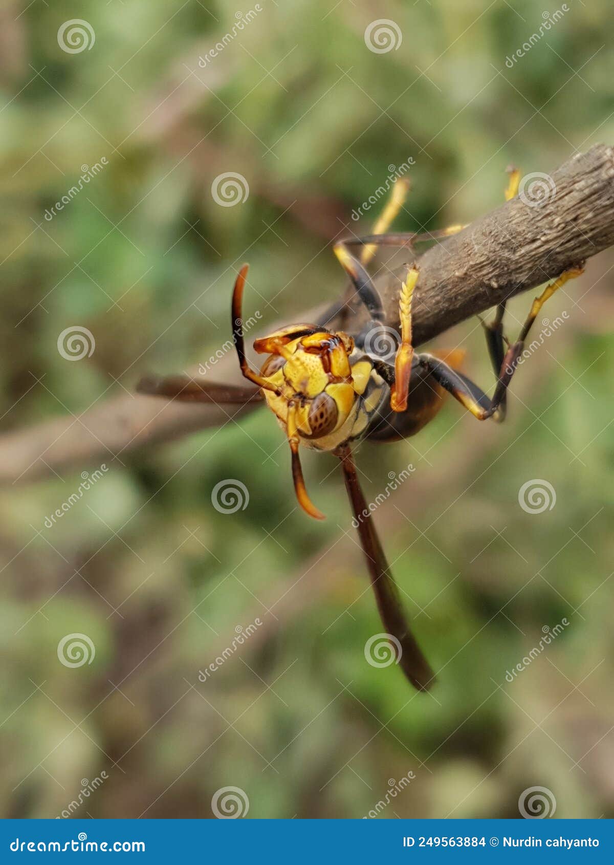 Photo of a Wasp Perched on the Tip of a Tree Branch Stock Photo - Image ...
