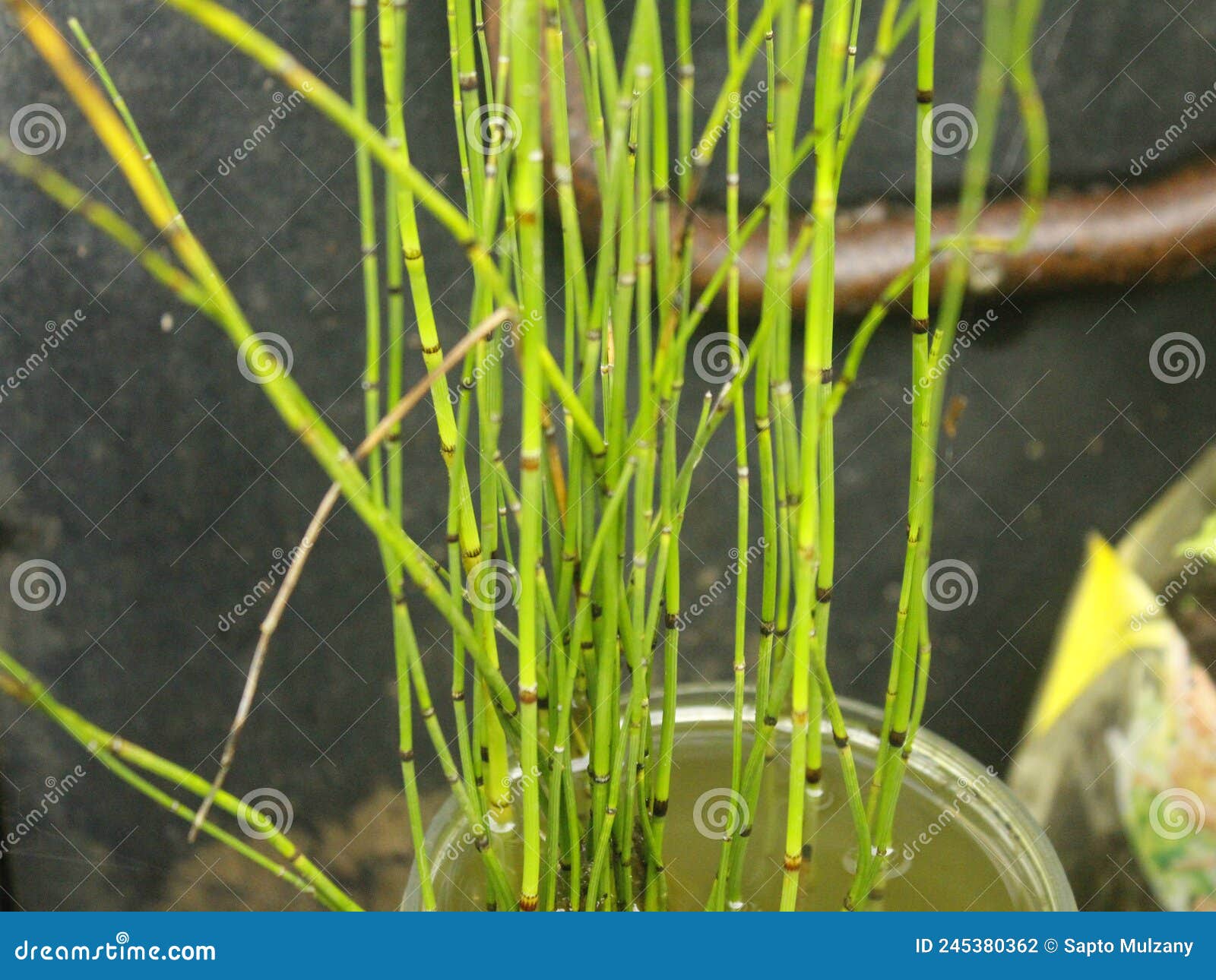 Photo of Water Bamboo stock photo. Image of vegetable - 245380362