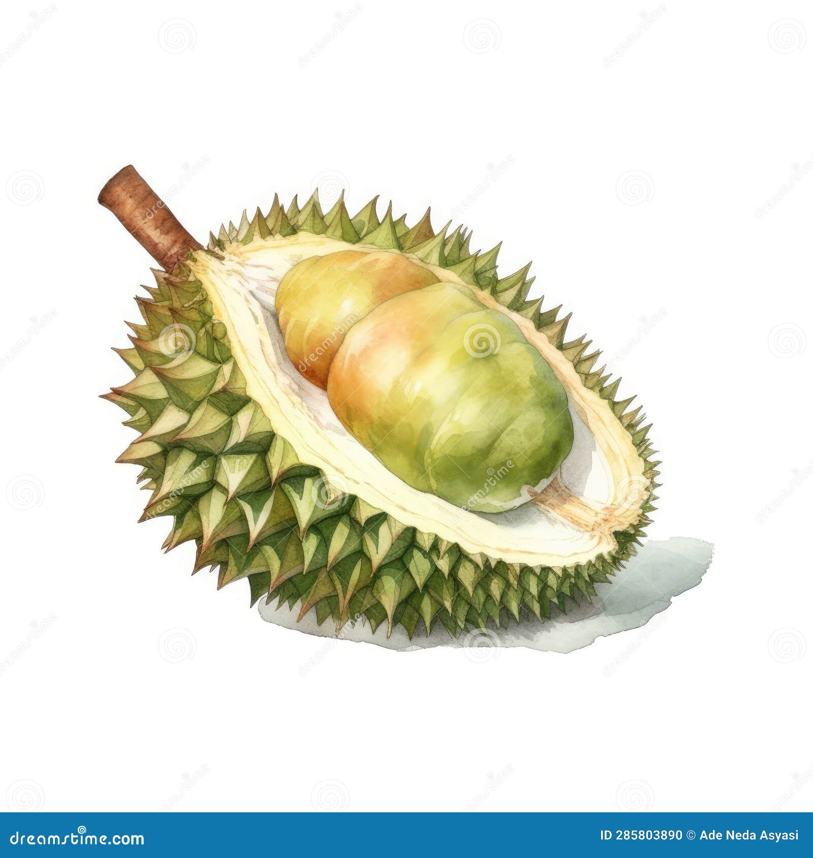 Photo a Watercolor Painting of a Durian on White Background Stock ...