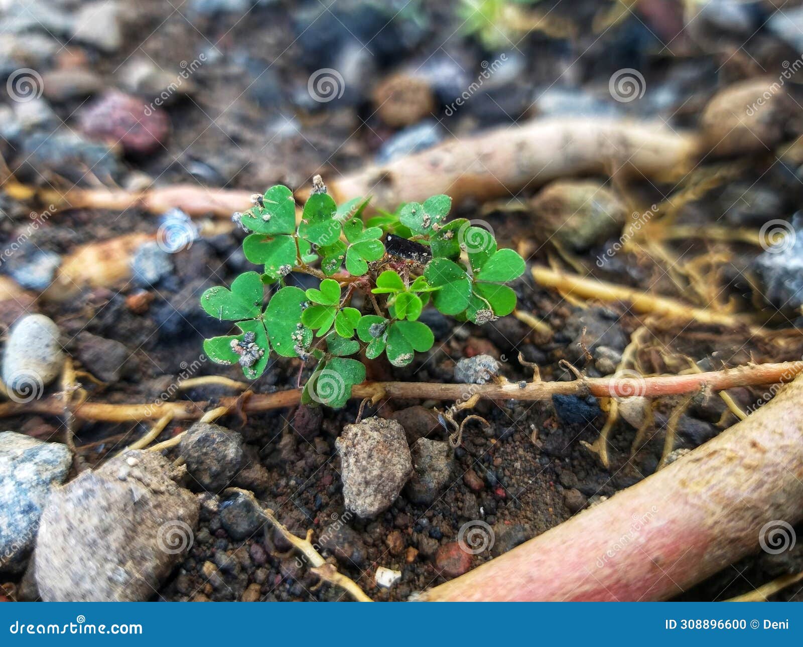 Photo of Weed Plants in the Morning Stock Photo - Image of beautiful ...