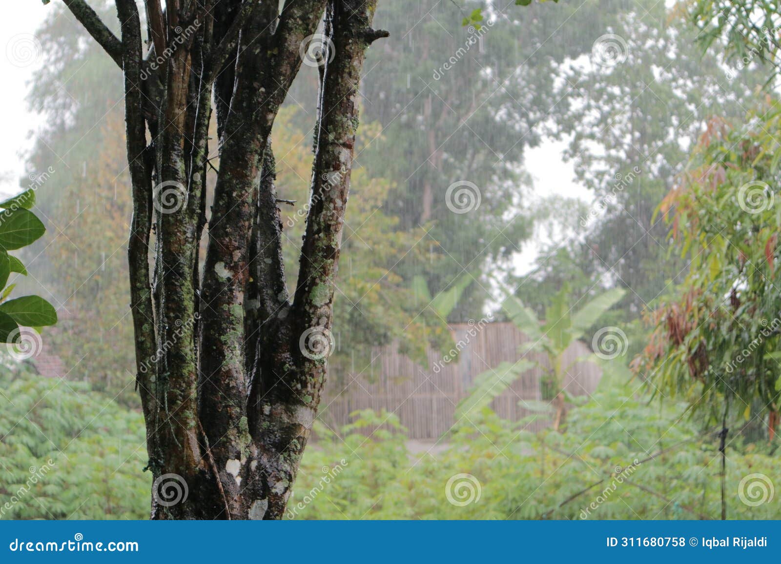 Photo of a Wet Tree when it Rains Stock Photo - Image of forest, calm ...