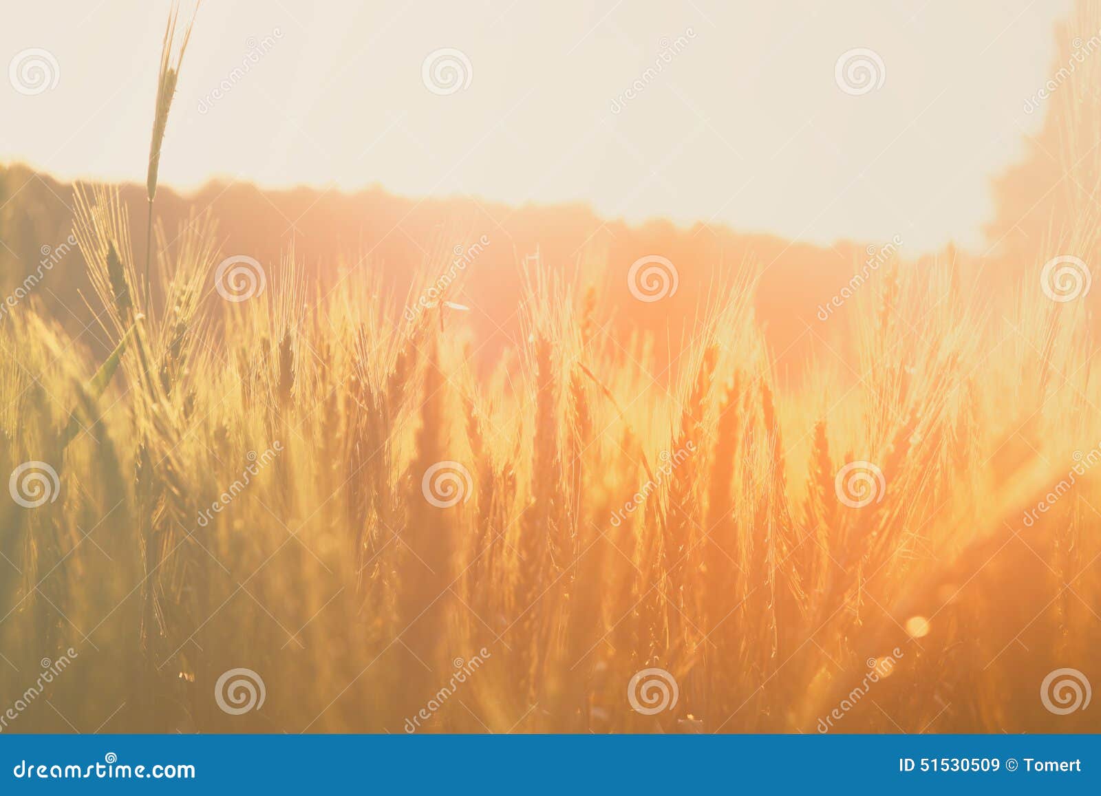 Photo of Wheat Field at Sunrise Sun Burst. Stock Image - Image of ...