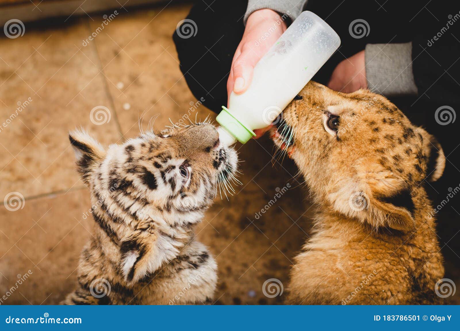 Photo Where a Tiger Cub Drinks Milk from a Bottle, and a Lion Cub ...