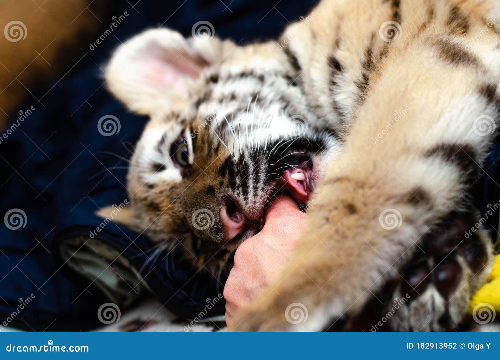 Photo in Which a Tiger Cub Bites a Human Hand in the Game Stock Photo ...
