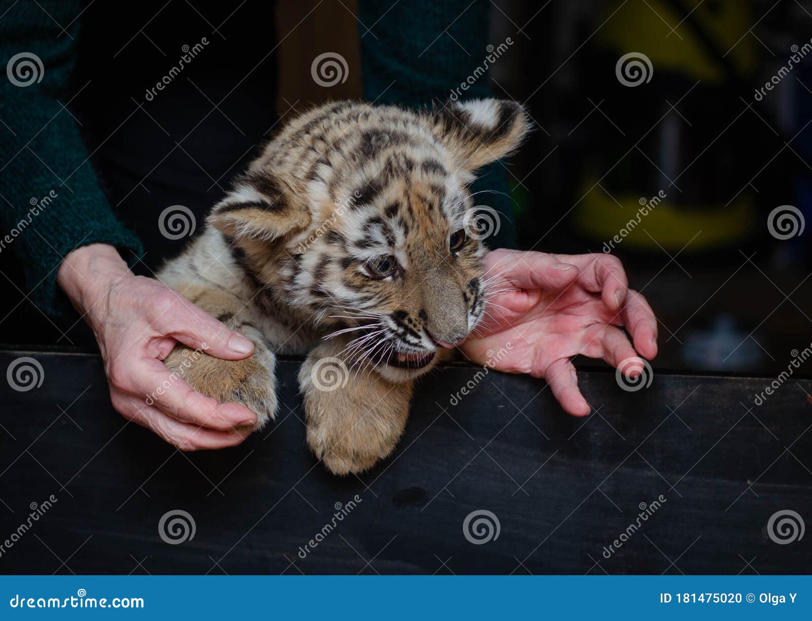 Photo in Which a Tiger Cub Growls in Human Hands Stock Photo - Image of ...