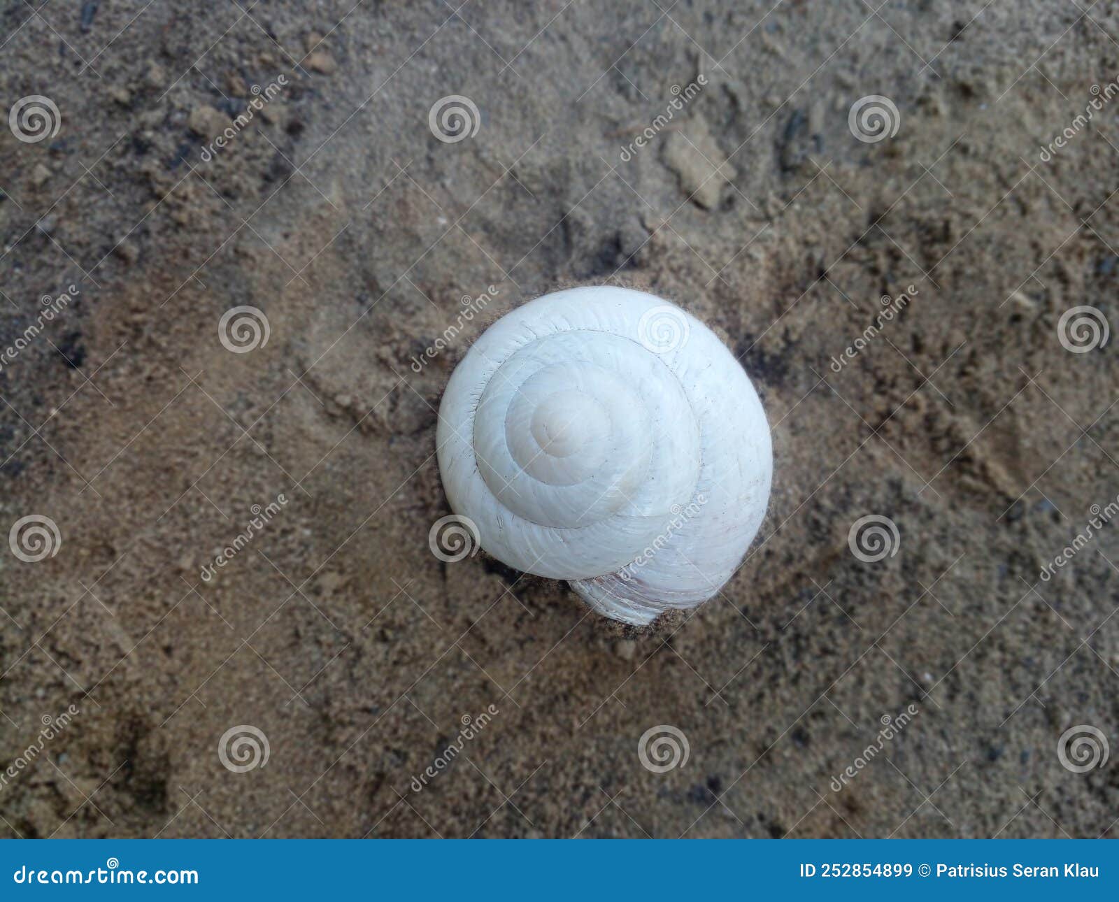 Photo of a White Conch Shell Embedded in the Sandy Soil by the River ...