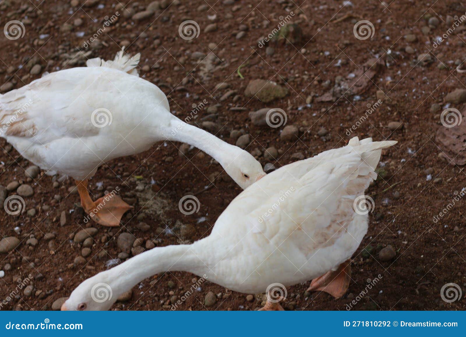 Photo of a White Goose in a Cage. Stock Photo - Image of camera ...