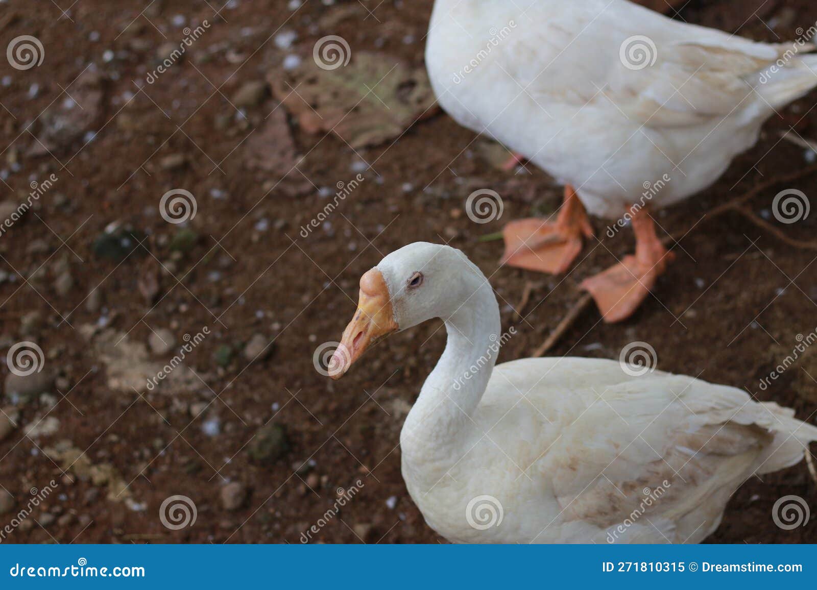 Photo of a White Goose in a Cage. Stock Image - Image of animal, indoor ...