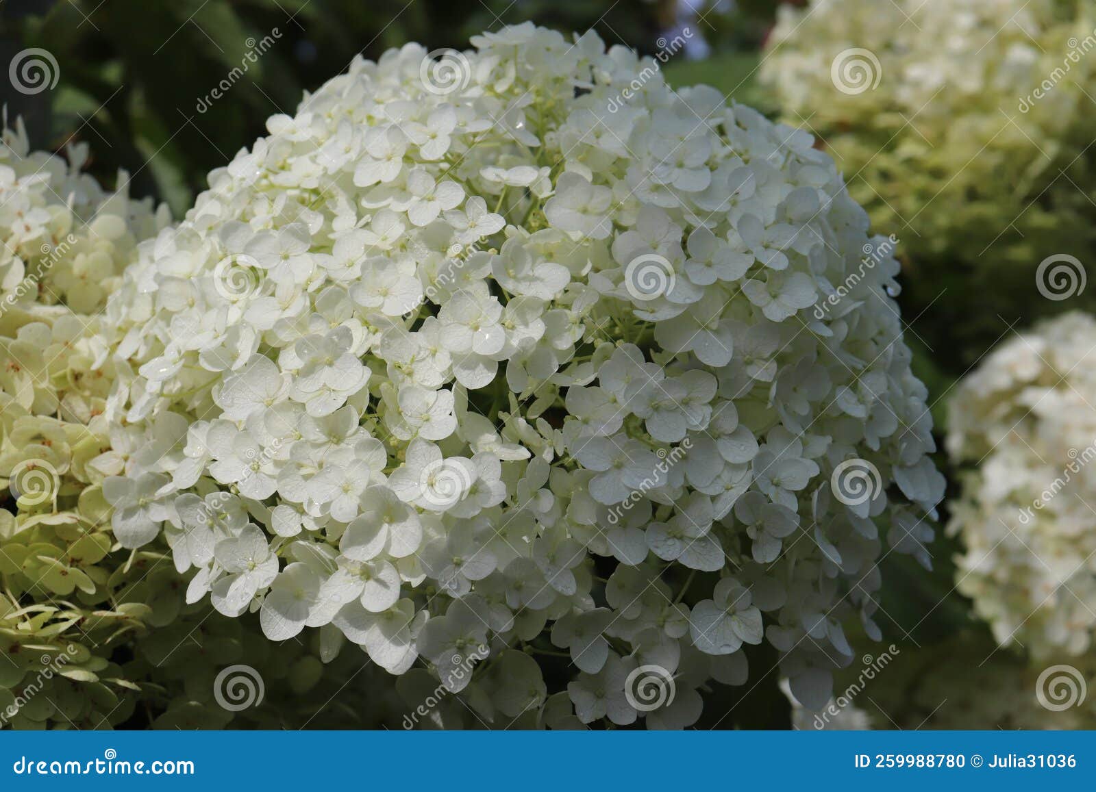 White Hydrangea after Rain in the Garden Stock Photo - Image of blossom ...