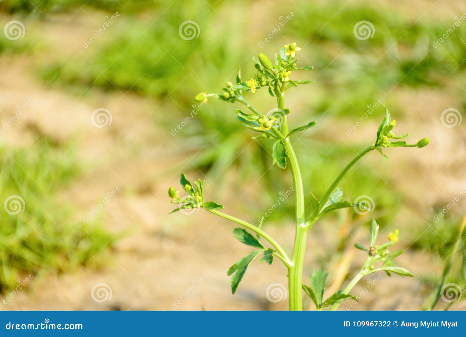 Photo of White Mustard in the Farm Stock Photo - Image of agriculture ...