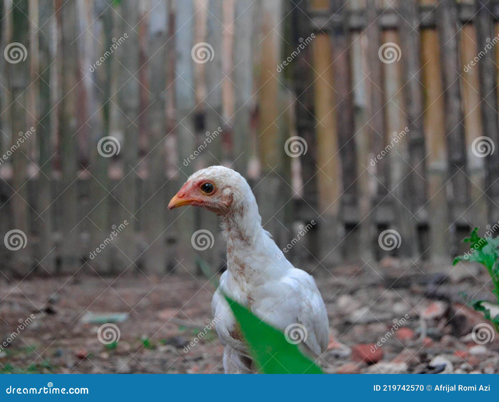 This is a Photo of a White Native Chicken Stock Photo - Image of animal ...